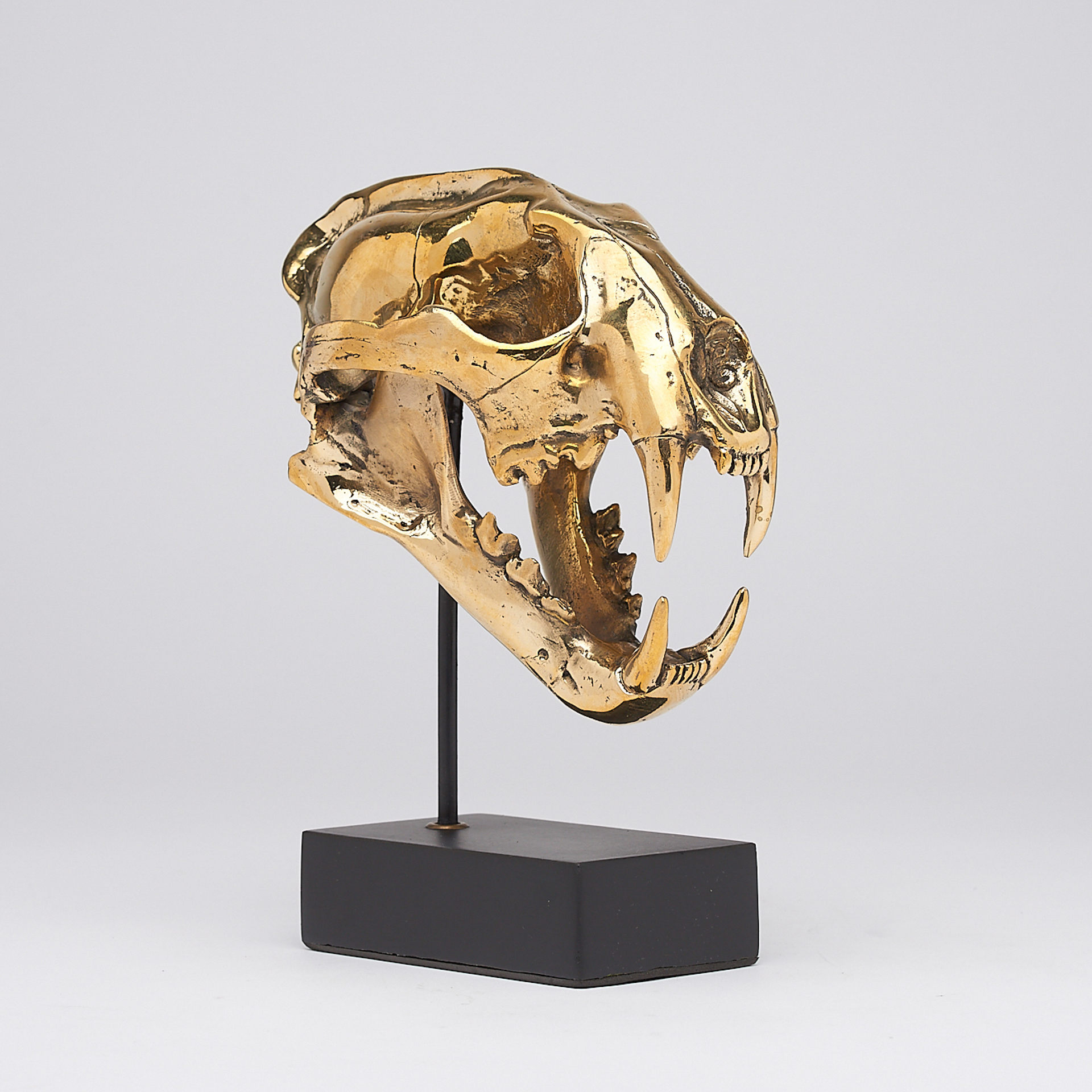 Polished Bronze Snow Leopard skull - Eternity of Remarkable Species